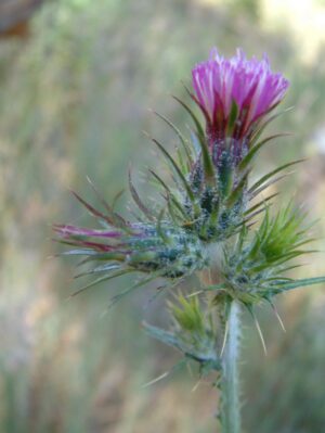 Carduus pycnocephalus Profile – California Invasive Plant Council
