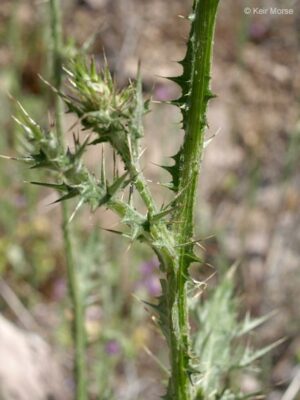Carduus pycnocephalus Profile – California Invasive Plant Council
