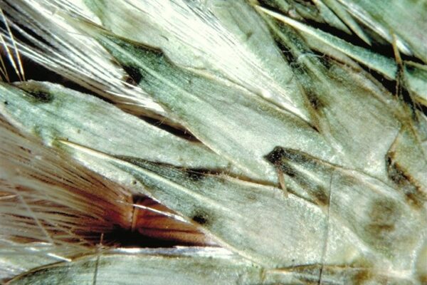 Carduus tenuiflorus Profile – California Invasive Plant Council