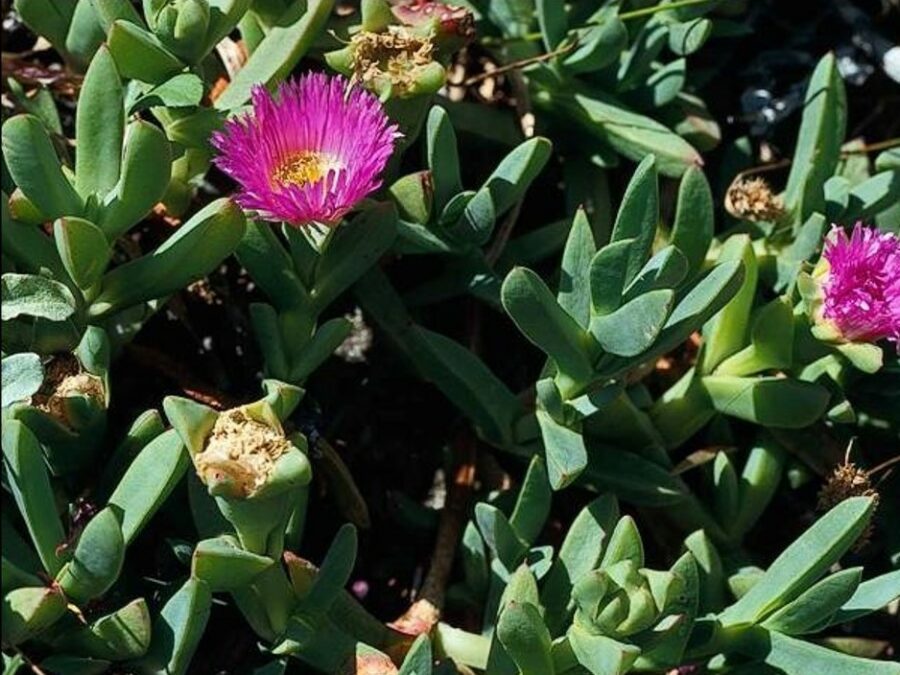 Carpobrotus chilensis Profile – California Invasive Plant Council