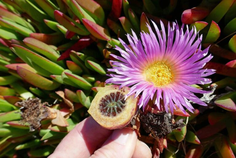 Carpobrotus edulis Profile – California Invasive Plant Council