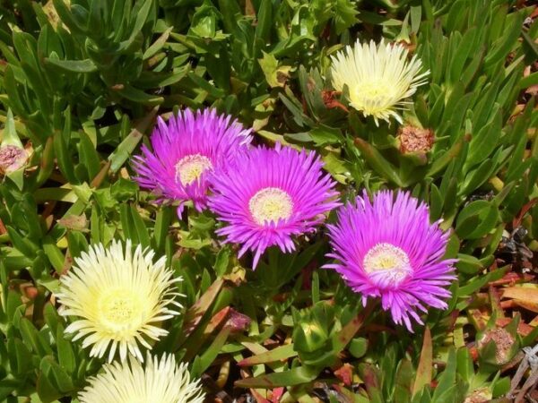 Carpobrotus edulis Profile – California Invasive Plant Council