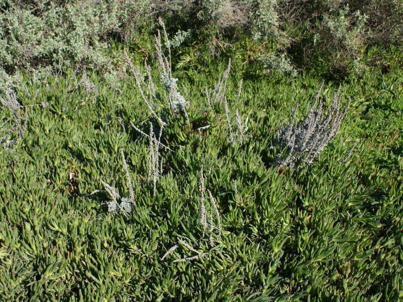 Carpobrotus edulis Profile – California Invasive Plant Council