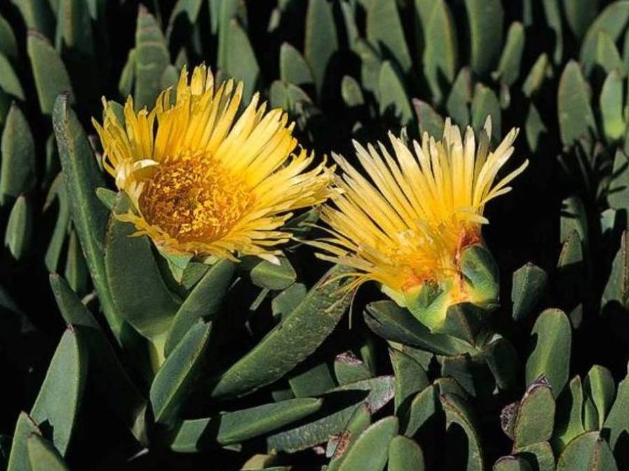 Carpobrotus edulis Profile – California Invasive Plant Council