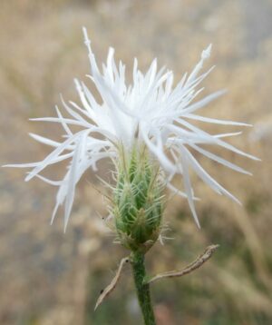 Centaurea diffusa Profile – California Invasive Plant Council