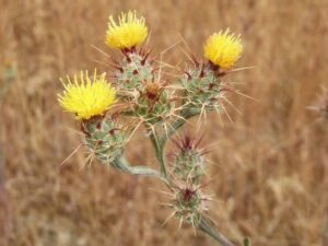 Centaurea melitensis Profile – California Invasive Plant Council