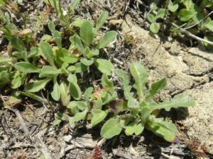 Centaurea melitensis Profile – California Invasive Plant Council