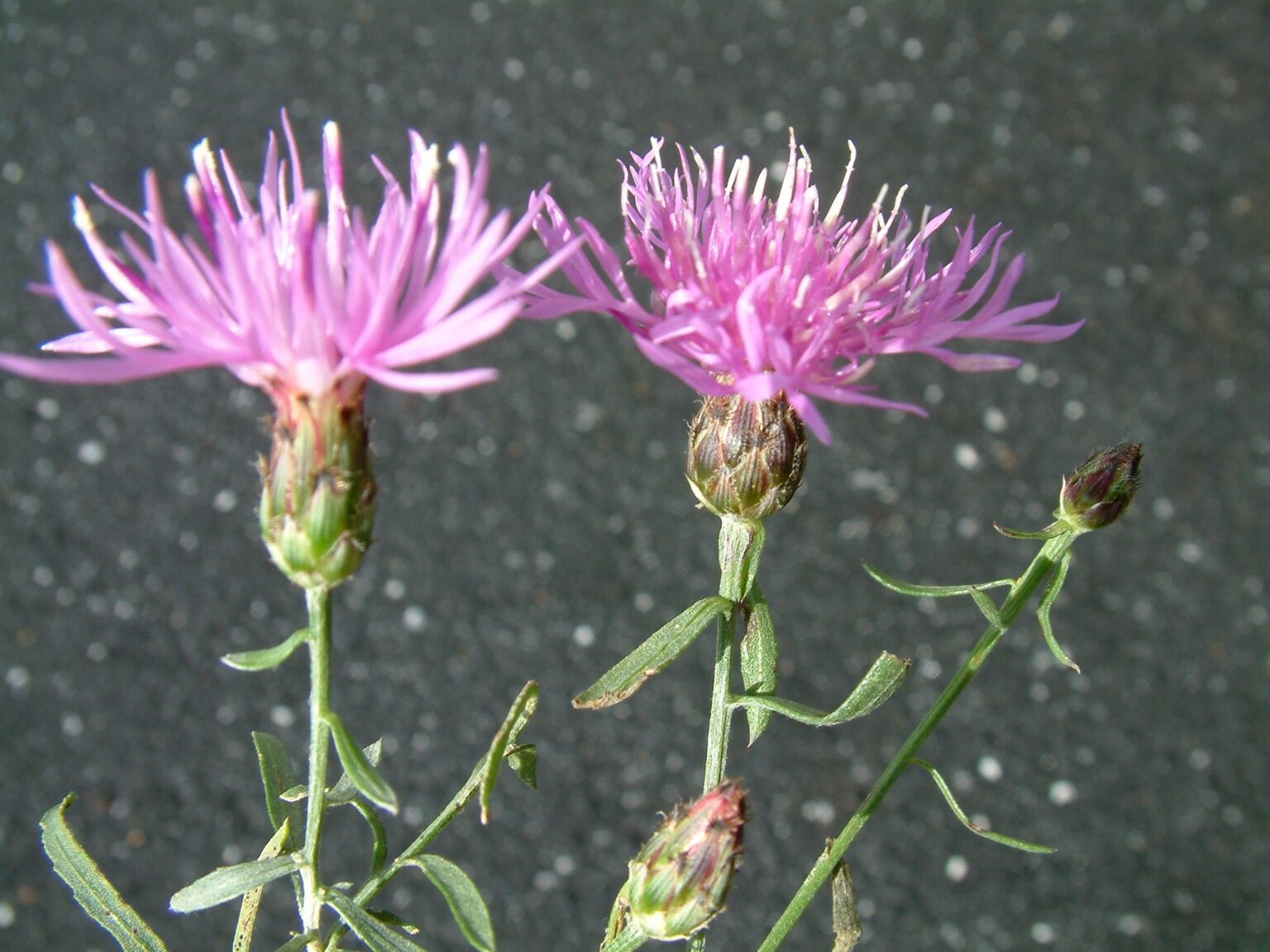 Centaurea stoebe subsp. australis Profile – California Invasive Plant ...