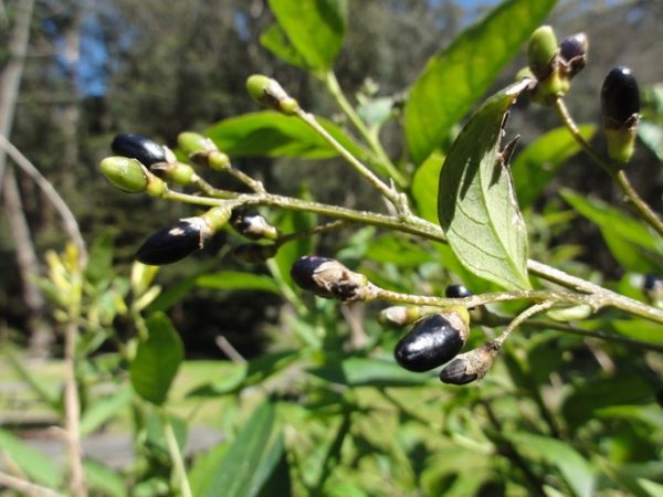 Cestrum parqui Profile – California Invasive Plant Council