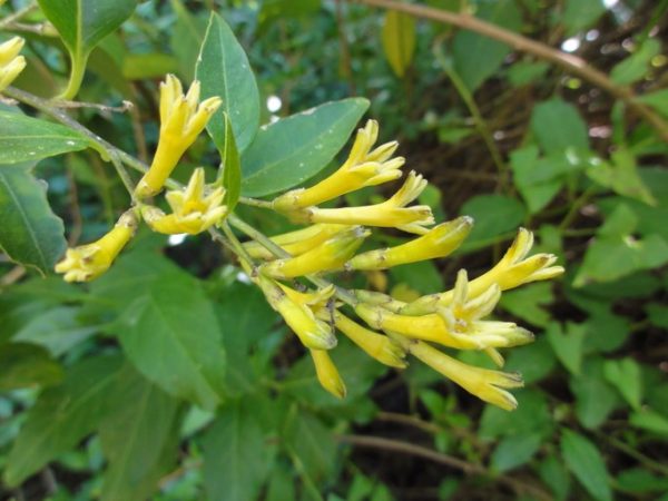 Cestrum parqui Profile – California Invasive Plant Council