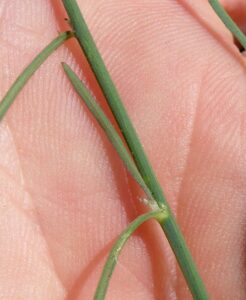 Chondrilla juncea Profile – California Invasive Plant Council