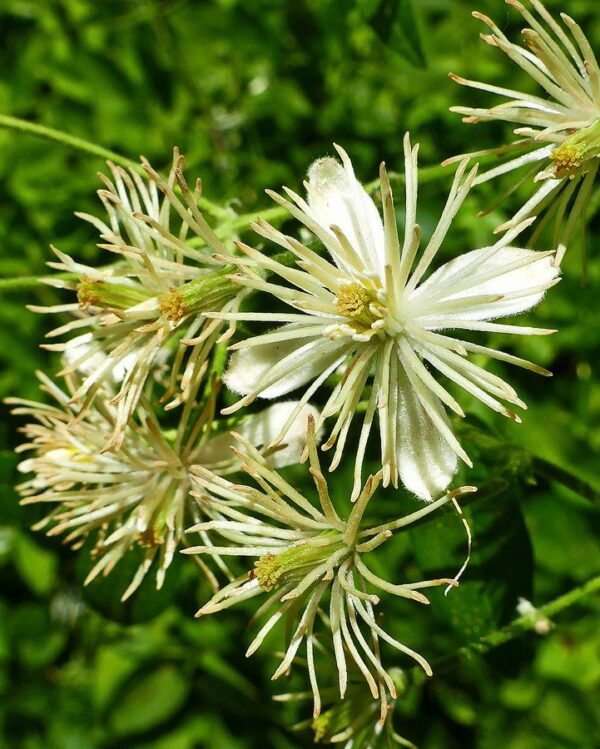 Clematis vitalba Profile – California Invasive Plant Council