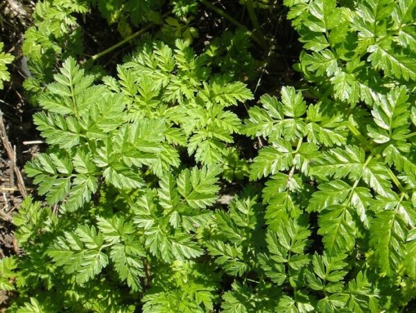 Conium maculatum Profile – California Invasive Plant Council