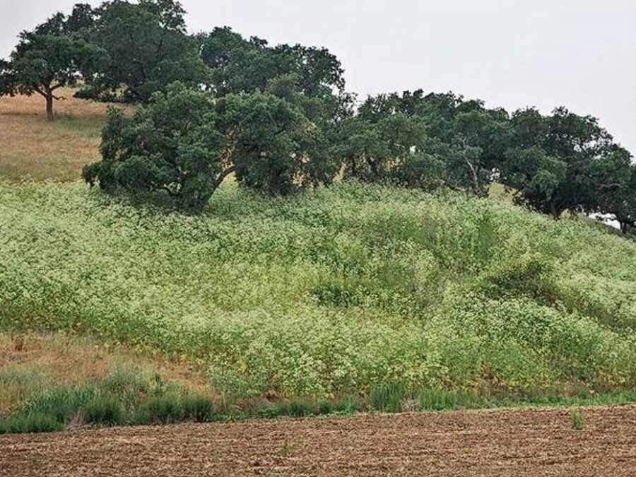 Conium maculatum Profile – California Invasive Plant Council