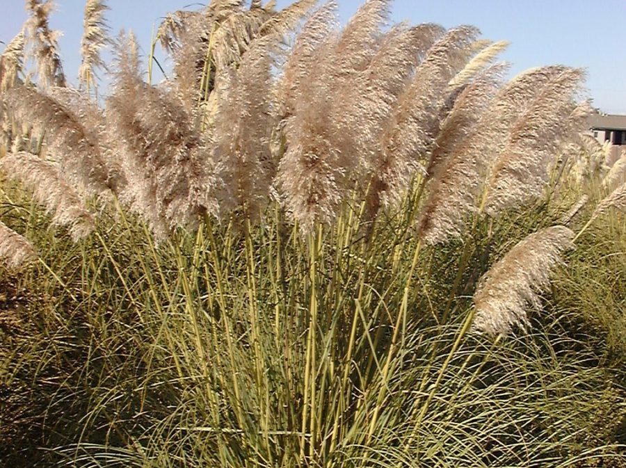 Cortaderia selloana Profile – California Invasive Plant Council