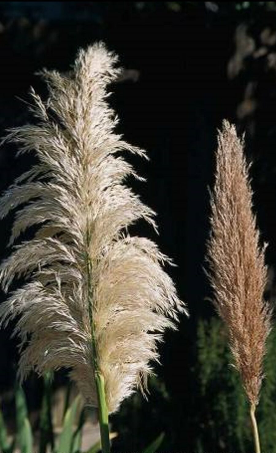Cortaderia selloana Profile – California Invasive Plant Council