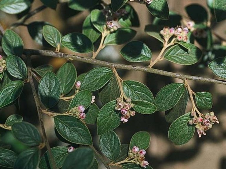 Cotoneaster franchetii Profile – California Invasive Plant Council