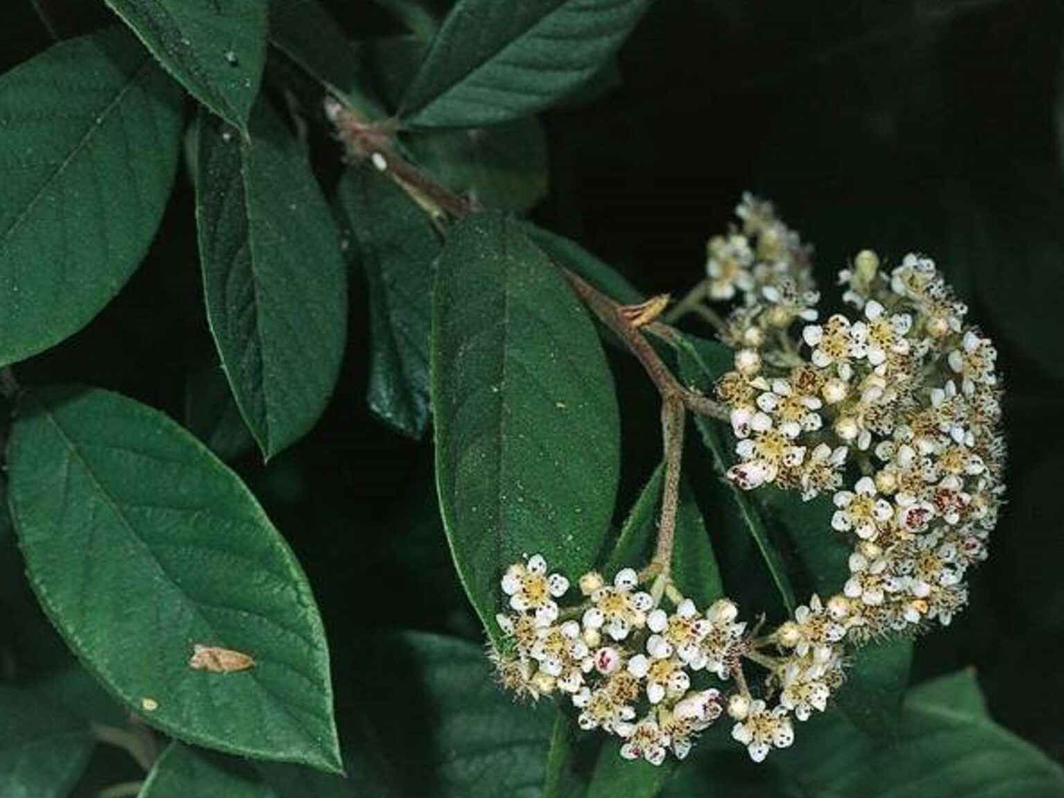 Cotoneaster lacteus Profile – California Invasive Plant Council