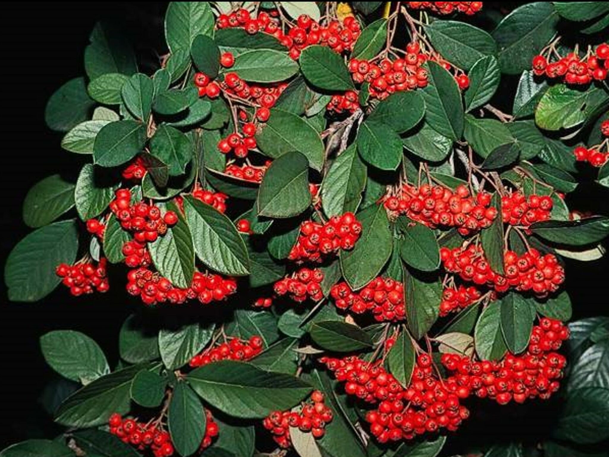 Cotoneaster lacteus Profile – California Invasive Plant Council