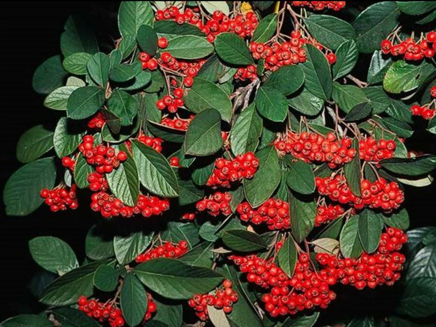 Cotoneaster lacteus Profile – California Invasive Plant Council