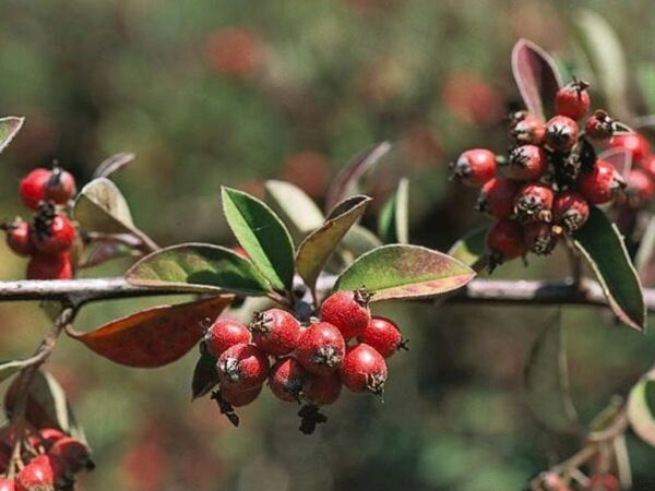 Cotoneaster pannosus Profile – California Invasive Plant Council