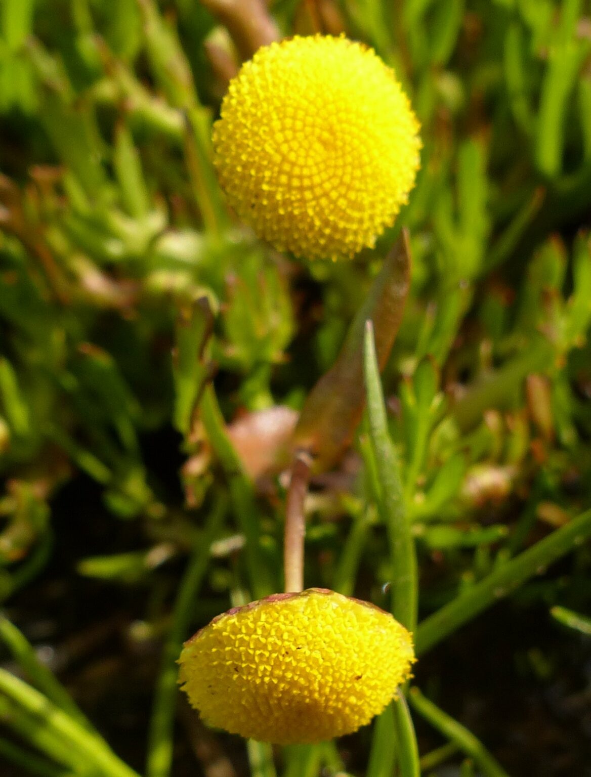 Cotula coronopifolia Profile – California Invasive Plant Council