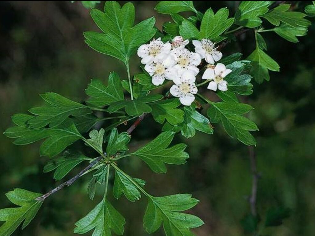 Crataegus monogyna Profile – California Invasive Plant Council