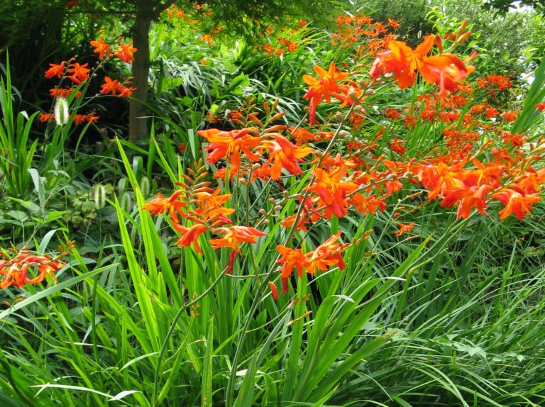 Crocosmia x crocosmiiflora Profile – California Invasive Plant Council