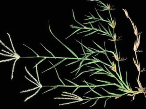 Cynodon dactylon Profile – California Invasive Plant Council