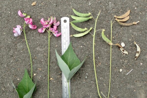Dipogon lignosus (Cape sweet pea) Profile – California Invasive Plant ...