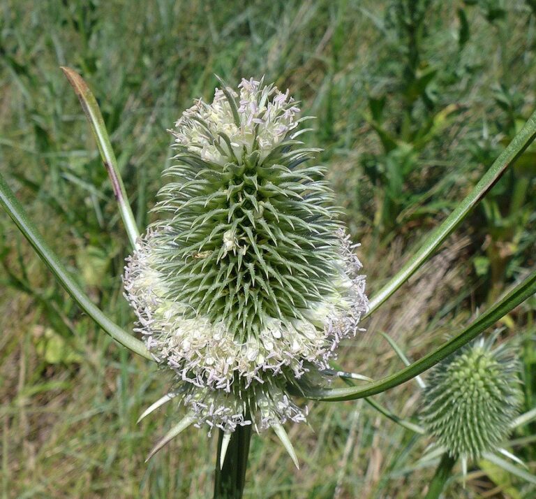 Dipsacus sativus Profile – California Invasive Plant Council