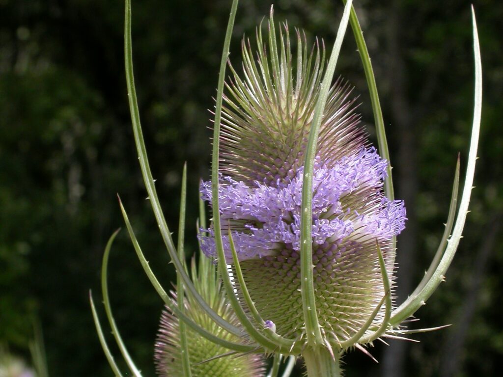 Dipsacus fullonum Profile – California Invasive Plant Council
