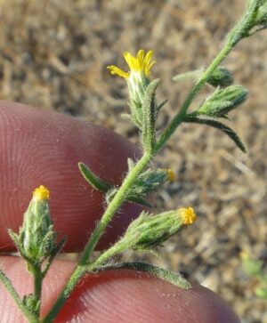 Dittrichia graveolens Profile – California Invasive Plant Council