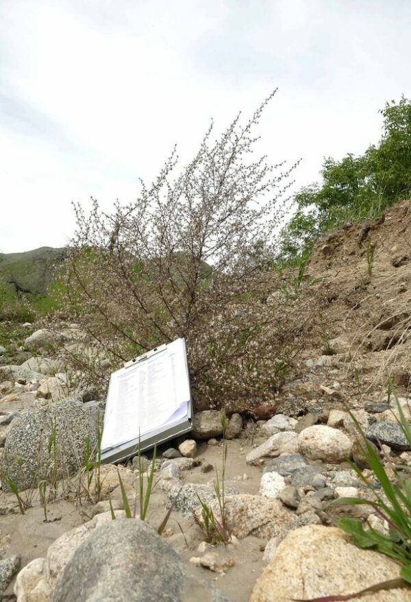 Dittrichia graveolens Profile – California Invasive Plant Council