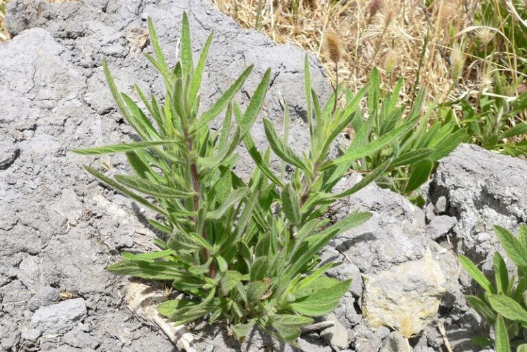 Dittrichia graveolens Profile – California Invasive Plant Council