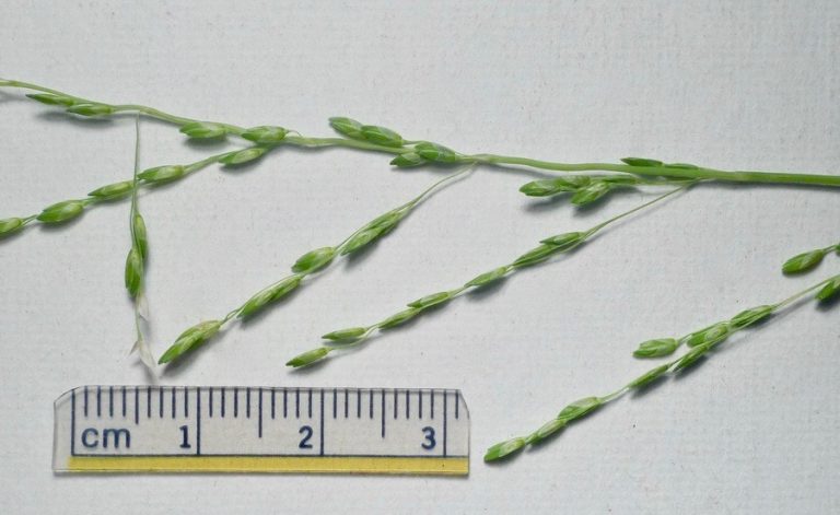 Ehrharta erecta Profile – California Invasive Plant Council