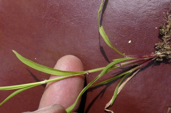Ehrharta erecta Profile – California Invasive Plant Council