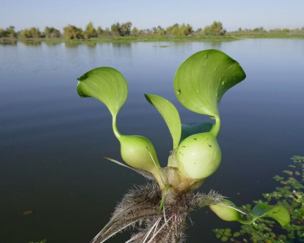 Eichhornia crassipes Profile – California Invasive Plant Council