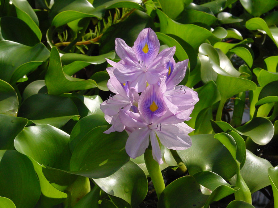 Eichhornia crassipes Profile – California Invasive Plant Council