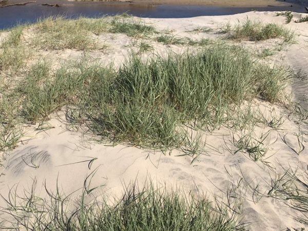 Thinopyrum junceiforme Profile – California Invasive Plant Council
