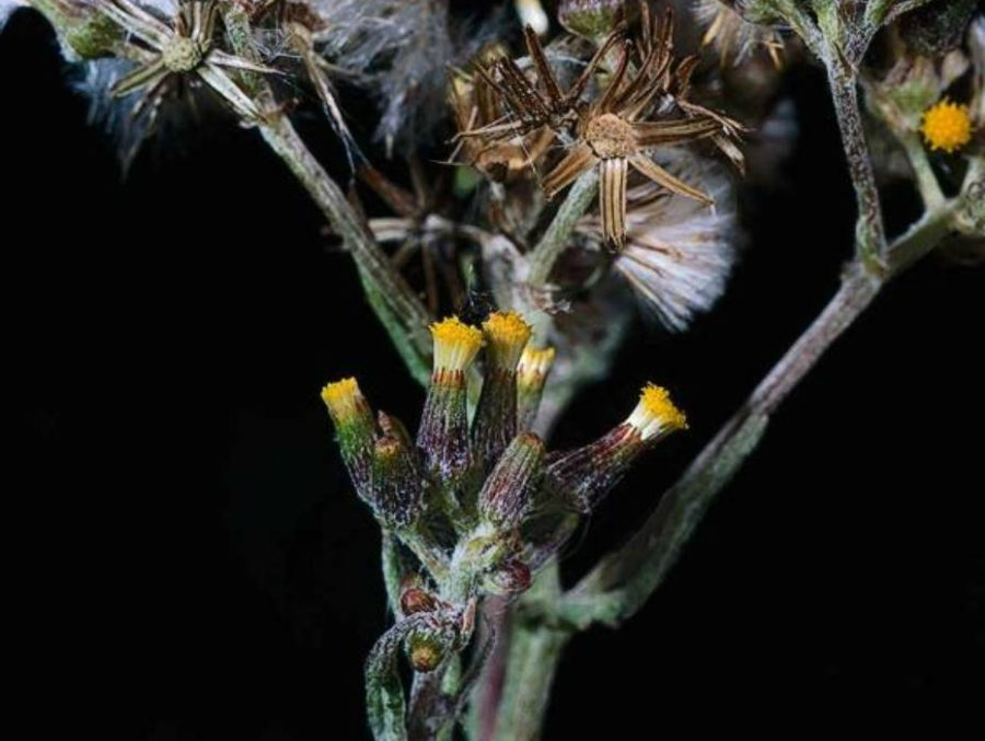 Senecio glomeratus Profile – California Invasive Plant Council