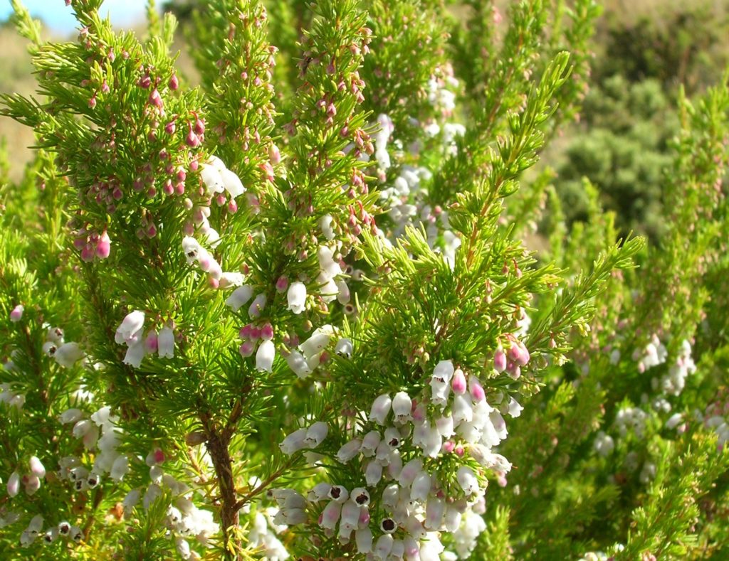 Erica lusitanica Profile – California Invasive Plant Council