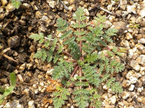 Erodium cicutarium Profile – California Invasive Plant Council