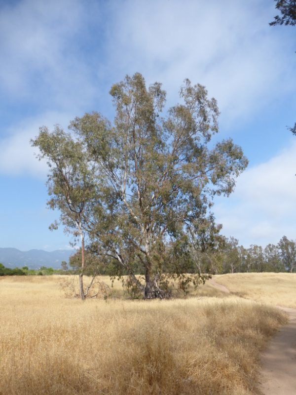 Eucalyptus camaldulensis Profile – California Invasive Plant Council