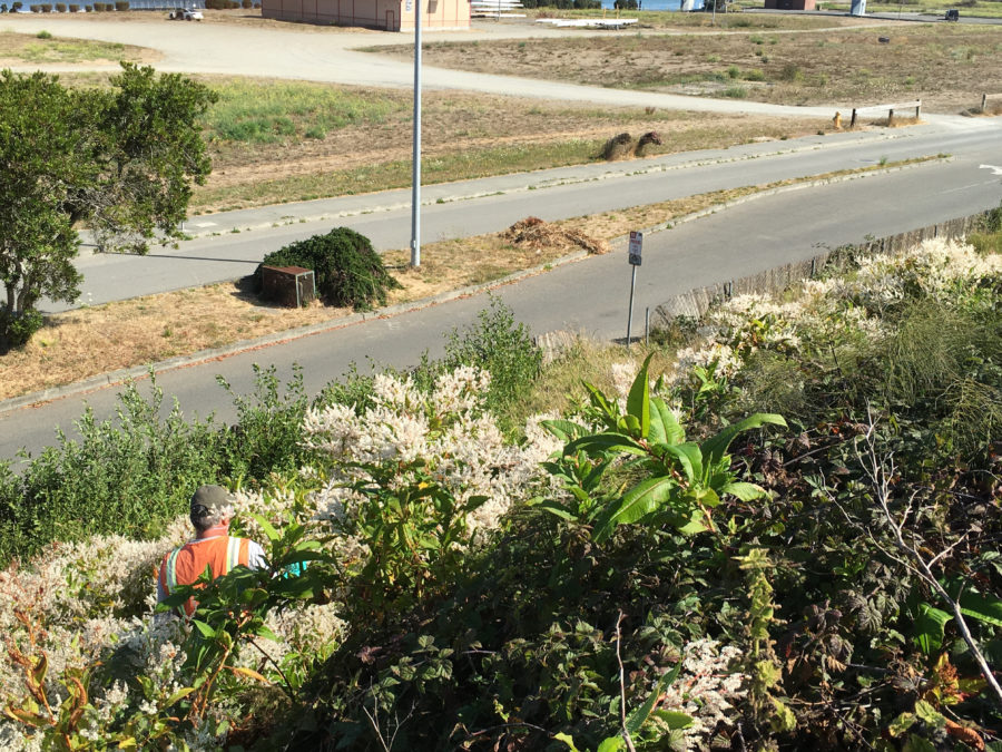 Cal-IPC Projects – California Invasive Plant Council