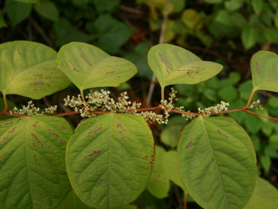 Fallopia japonica Profile – California Invasive Plant Council