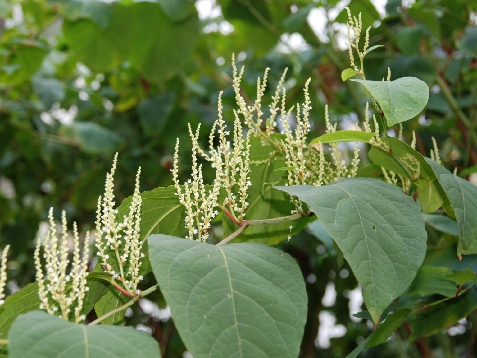 Fallopia ×bohemica Profile – California Invasive Plant Council