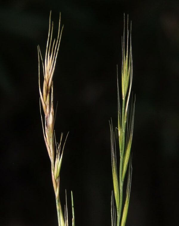 Festuca myuros Profile – California Invasive Plant Council