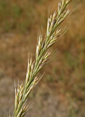 Festuca perennis Profile – California Invasive Plant Council