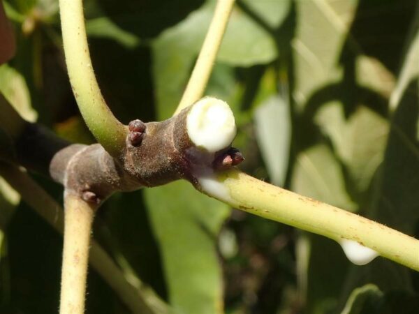 Ficus carica Profile – California Invasive Plant Council